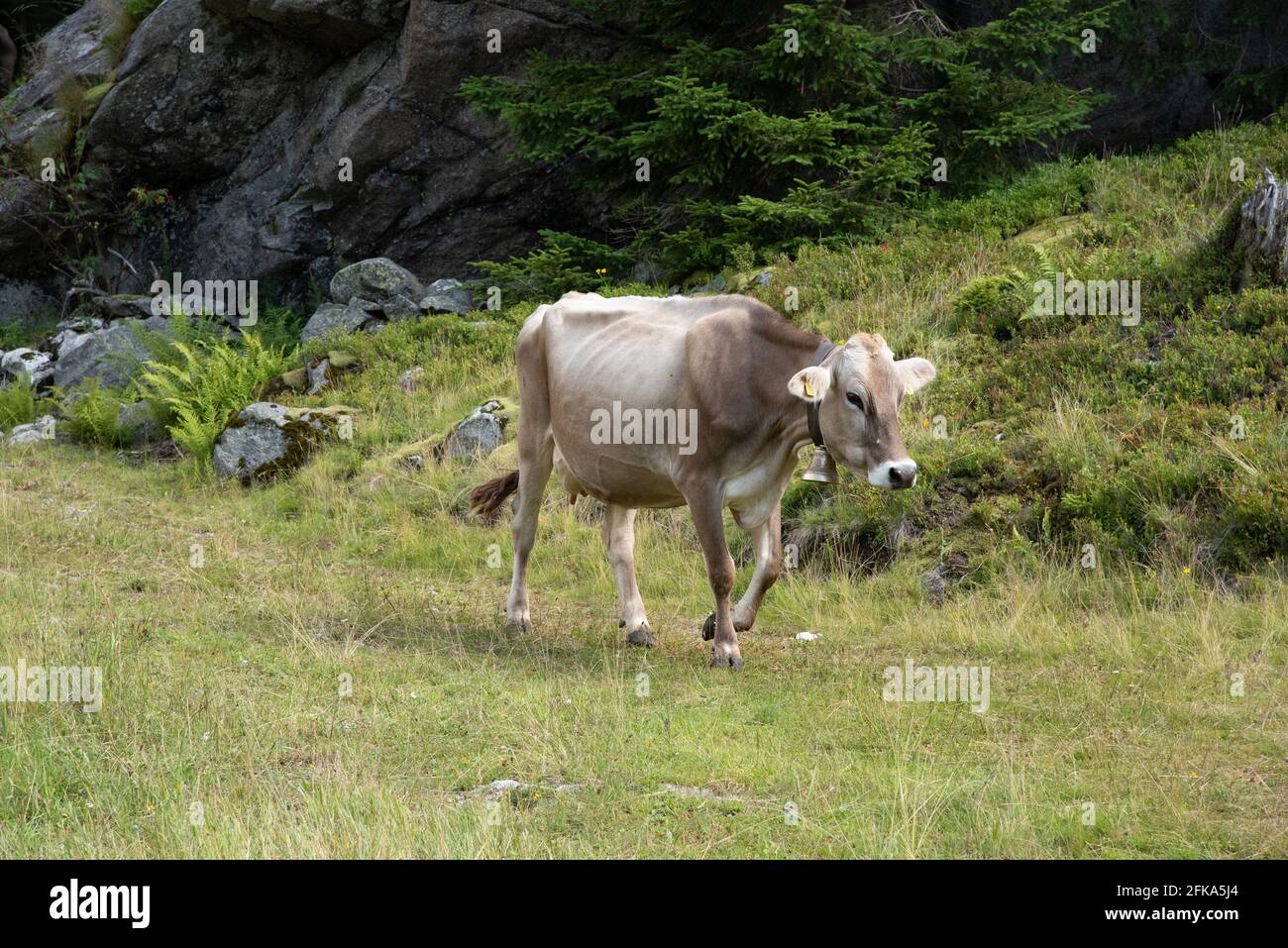 Vache brune maigre Banque de photographies et d’images à haute ...
