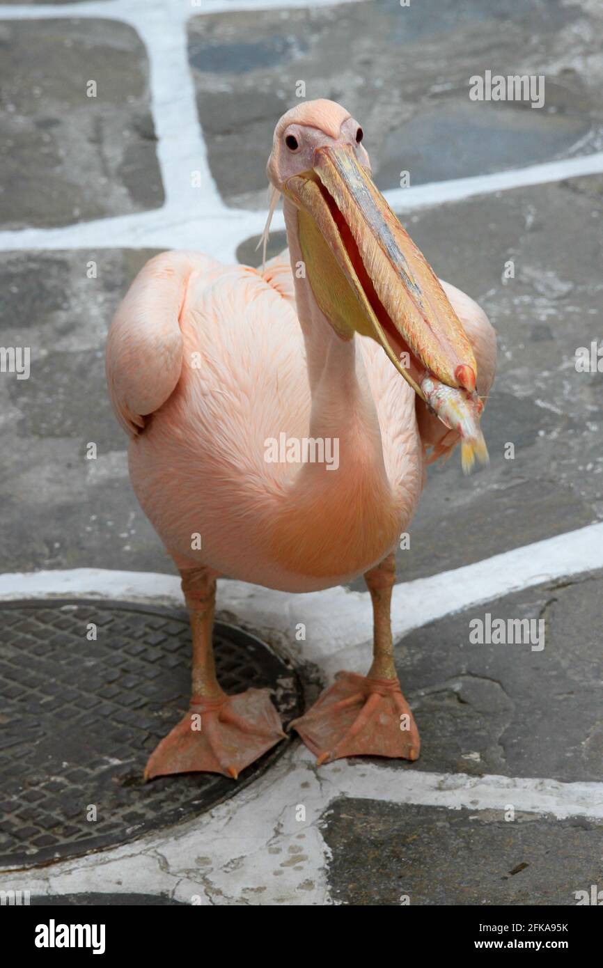 Pink pelican mykonos Banque de photographies et d’images à haute ...