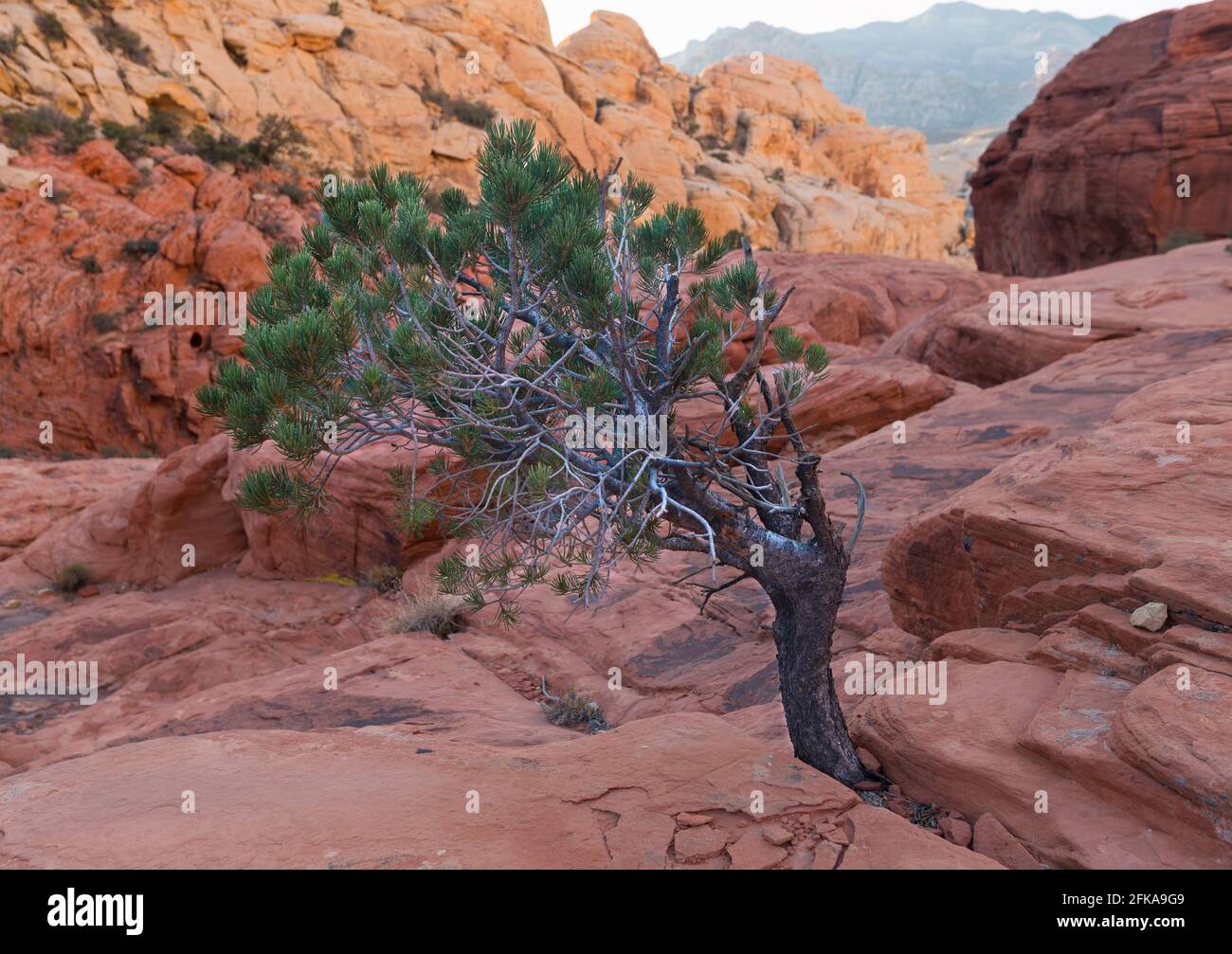 Zone de conservation nationale de roche rouge Banque de photographies ...