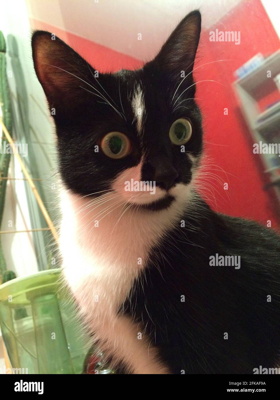 Chat multicolore Banque de photographies et d’images à haute résolution ...