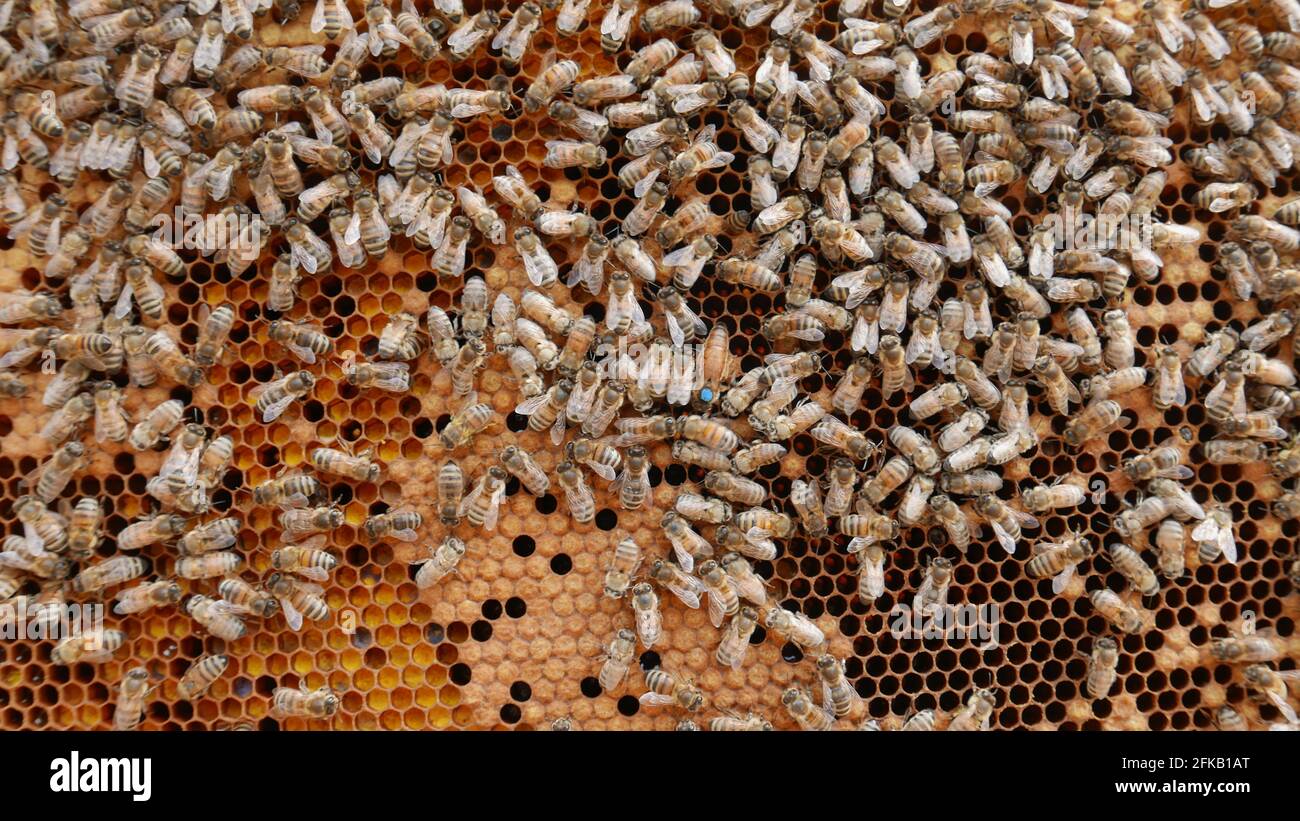 Ruche d'abeilles complètes Banque de photographies et d’images à haute ...