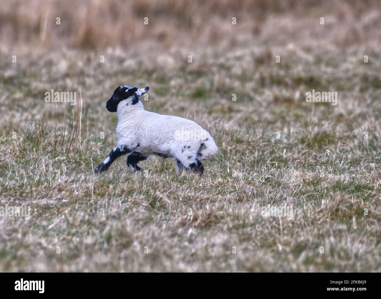 Moutons sur les landes Banque de photographies et d’images à haute ...