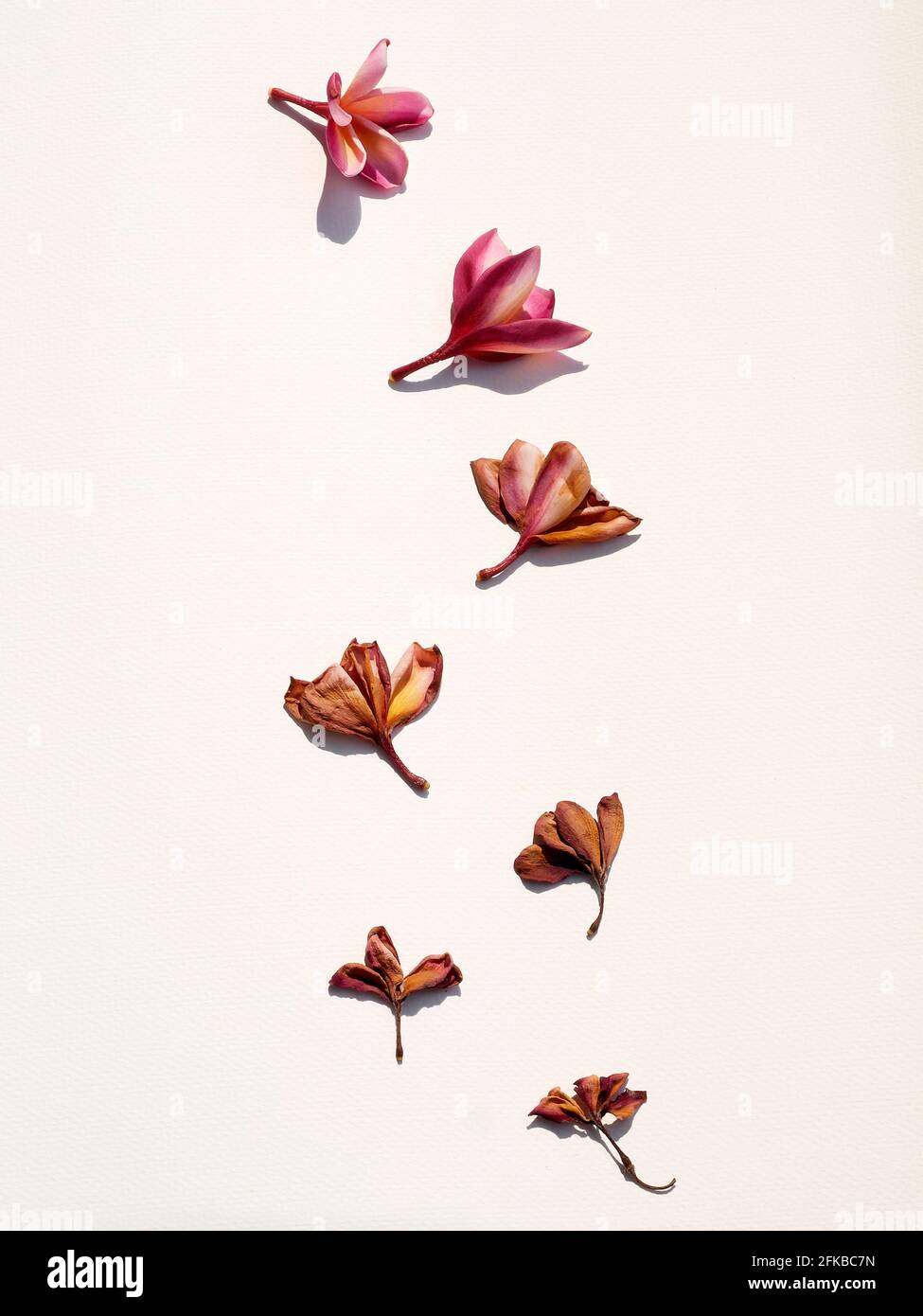 UNE VIE ENCORE DE LA FLEUR ROSE INDIENNE DE CHAMPA MONTRANT PROGRESSION ...