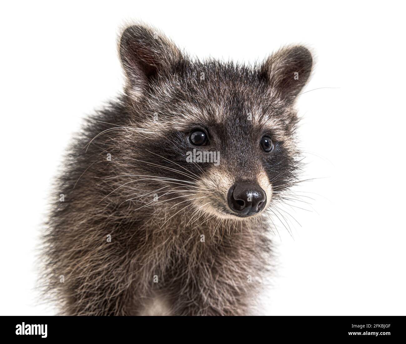 Gros raton laveur Banque de photographies et d’images à haute ...