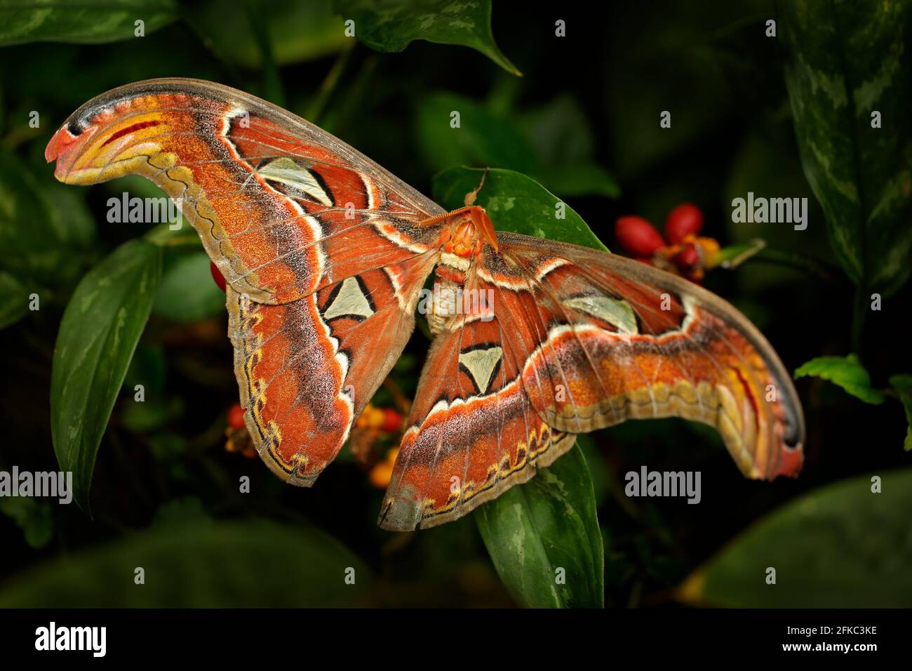 Grand papillon dans la forêt sombre. Beau grand papillon, Atlas géant ...