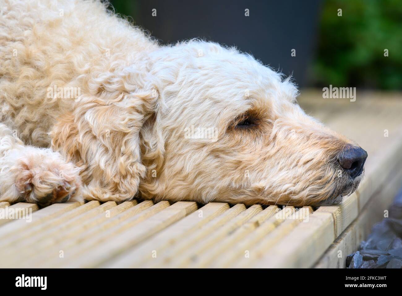 Labradoodles beige Banque de photographies et d’images à haute ...