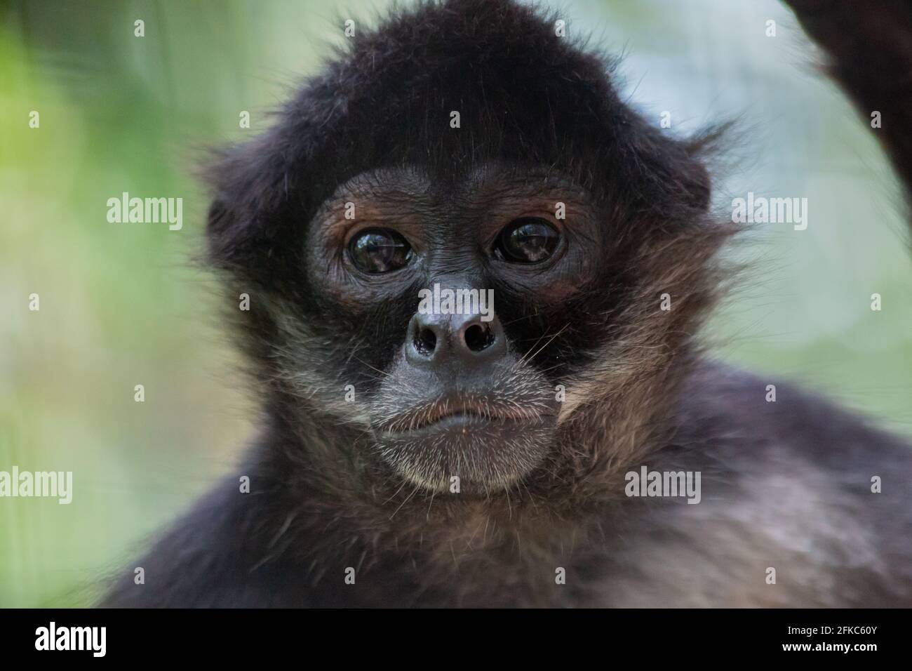 Conservation des singes Banque de photographies et d’images à haute ...