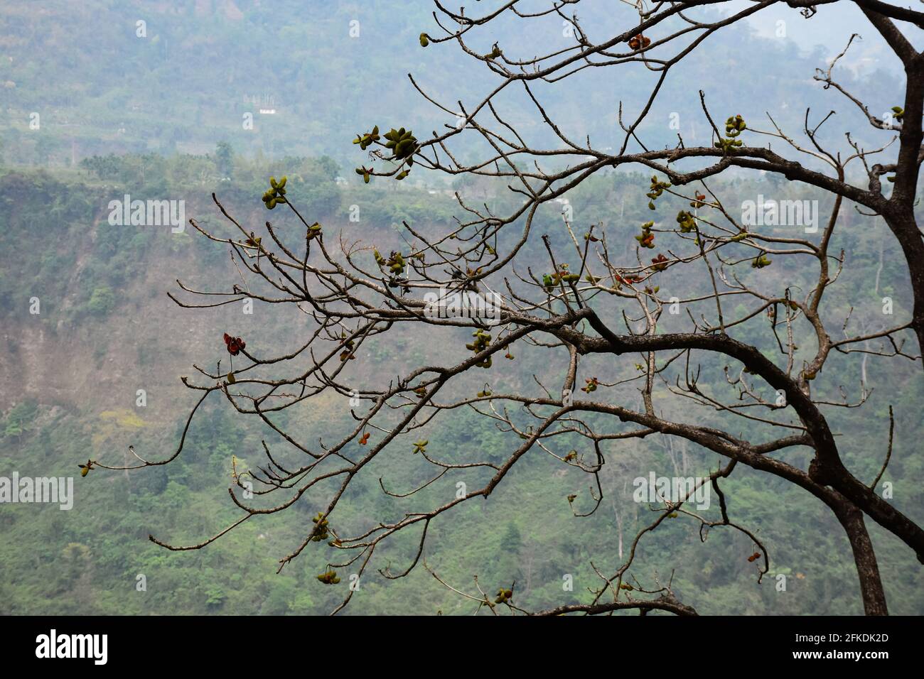 Arbre noir Banque de photographies et d’images à haute résolution - Alamy
