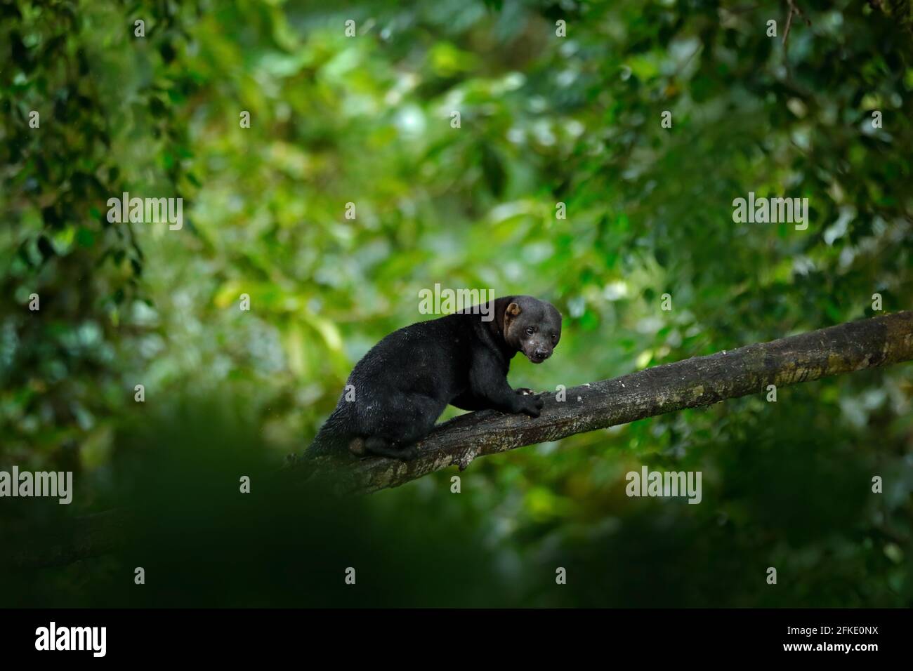 Tayra, petit prédateur dans la forêt tropicale. Tayra, Eira barbara ...