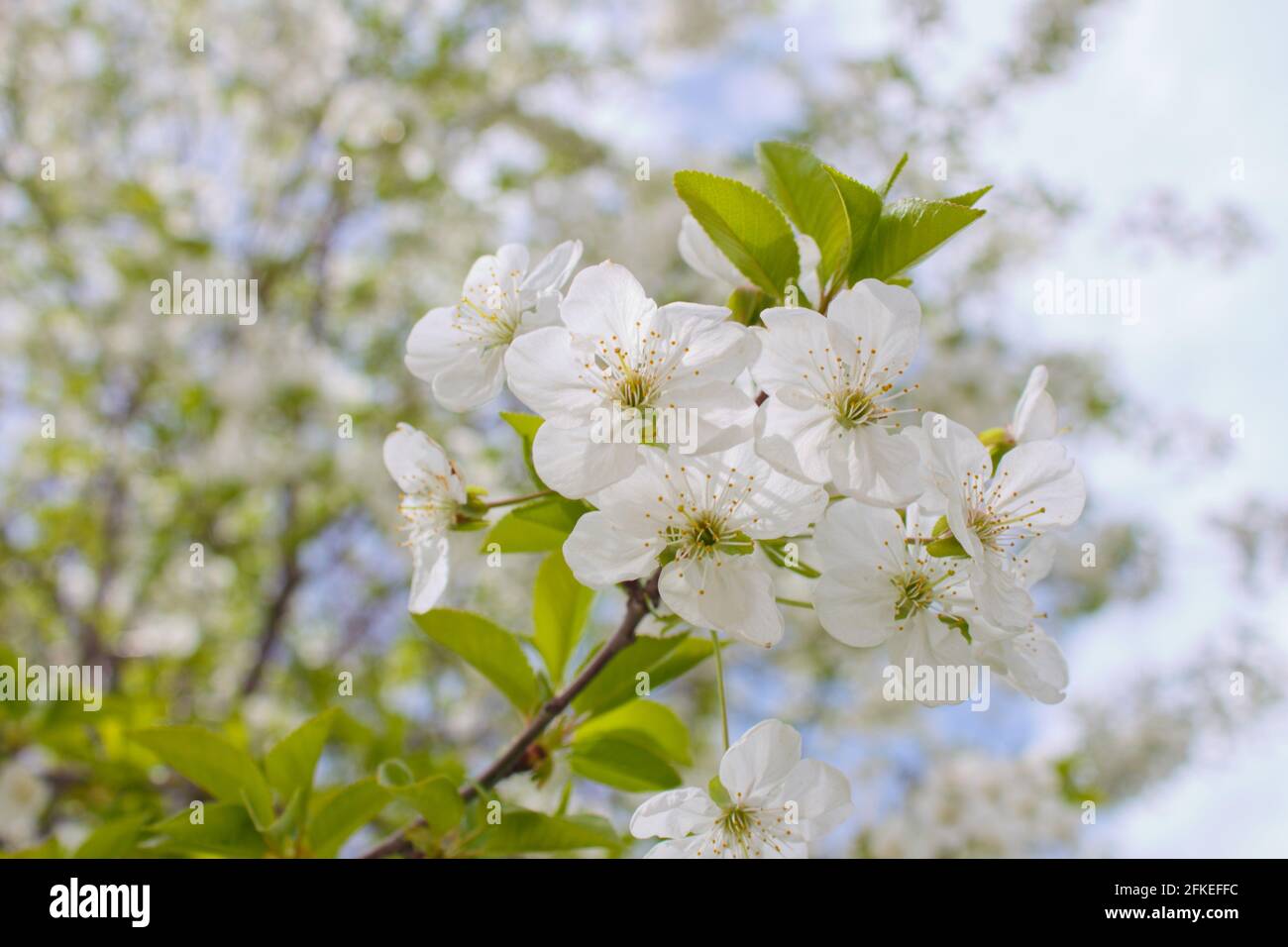 Cerise aigre Banque de photographies et d’images à haute résolution - Alamy