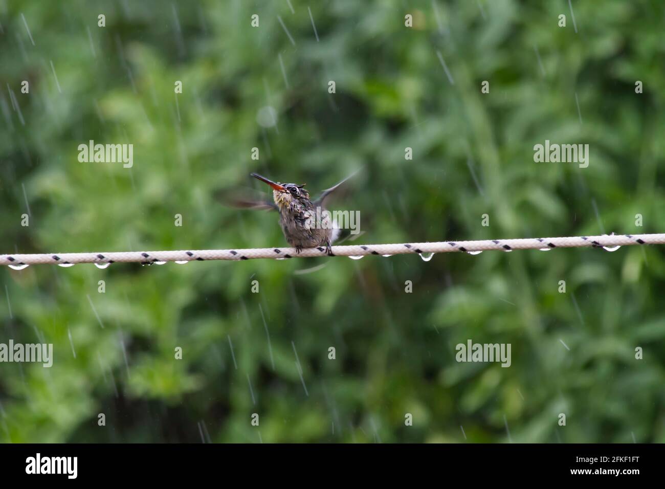 Colibri sous la pluie Banque de photographies et d’images à haute ...
