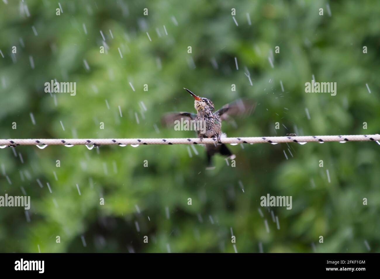 Colibri sous la pluie Banque de photographies et d’images à haute ...