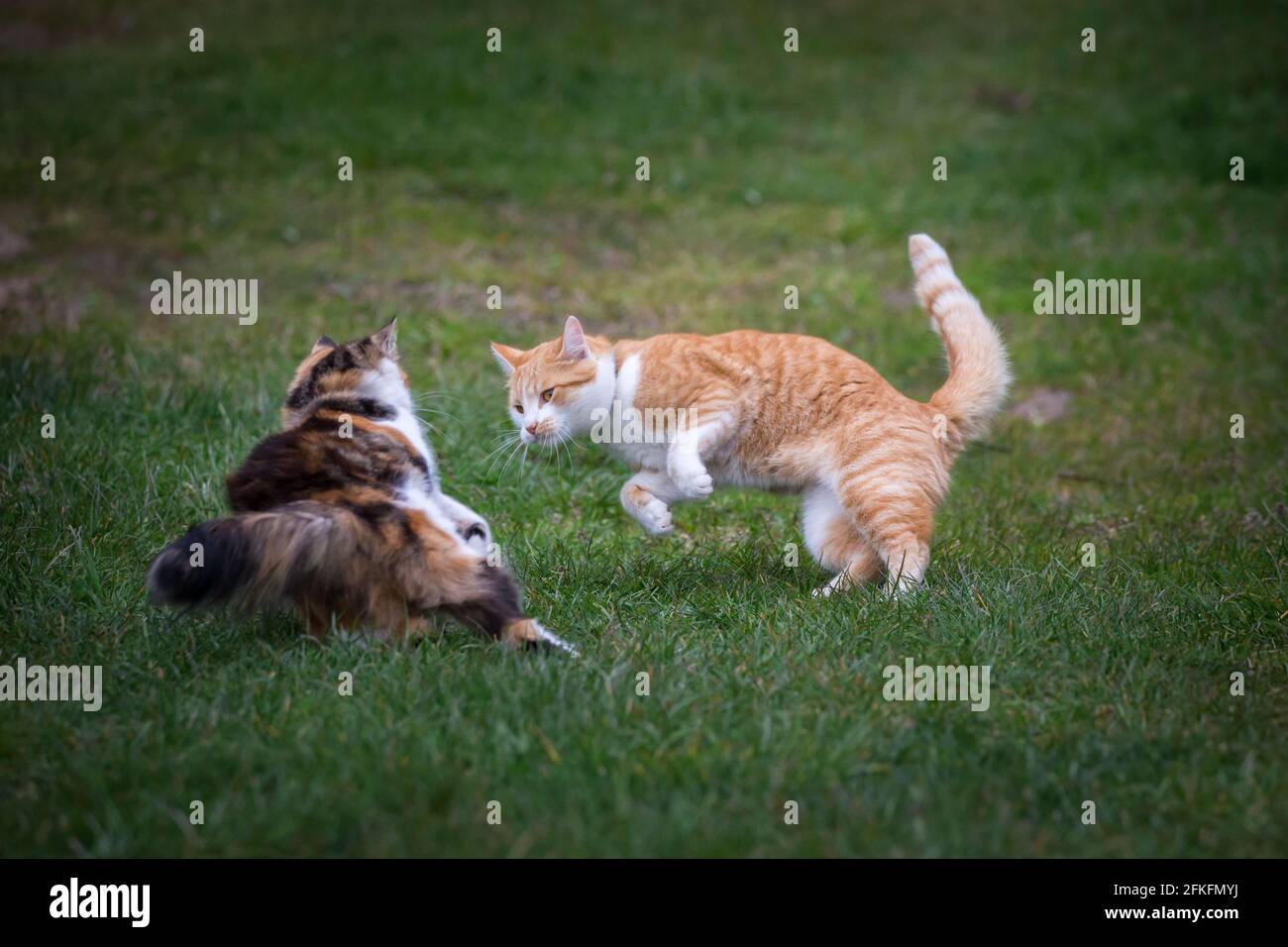 Chats domestiques felis catus Banque de photographies et d’images à ...