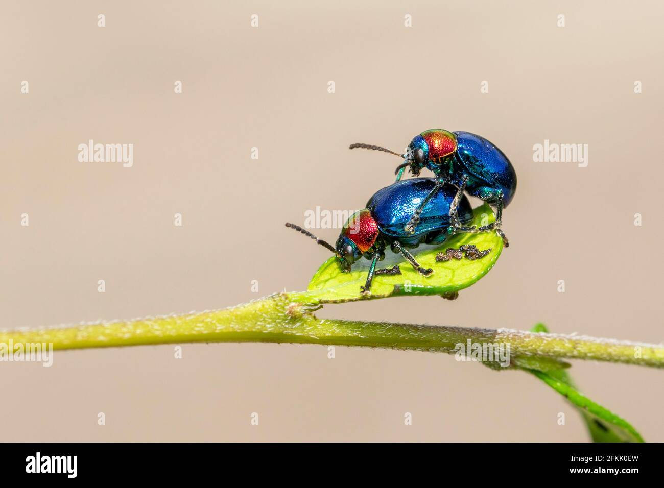 Image du coléoptère bleu de l'herbe à lait il a des ailes bleues et un ...