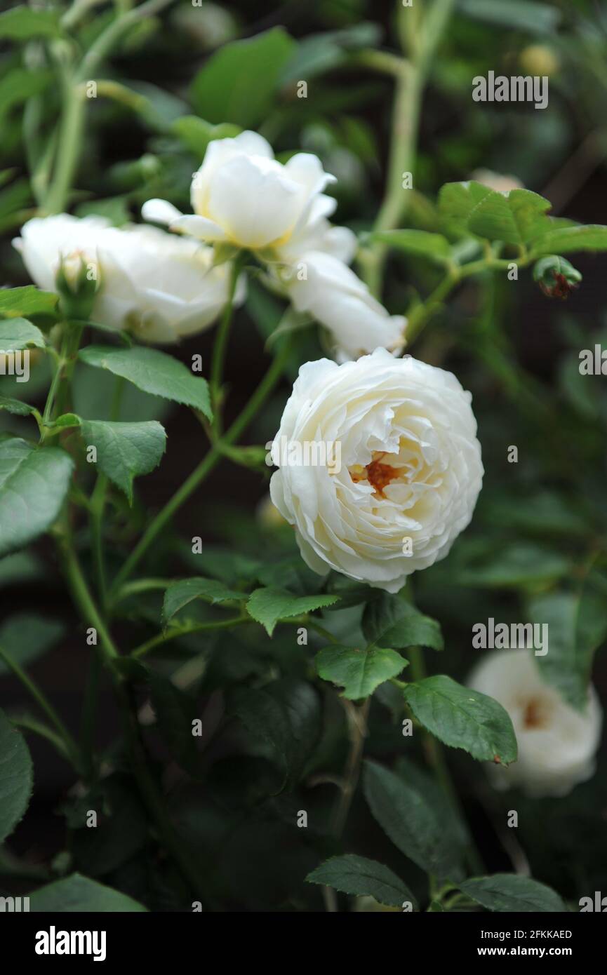 Rose de jardin blanche Banque de photographies et d’images à haute ...