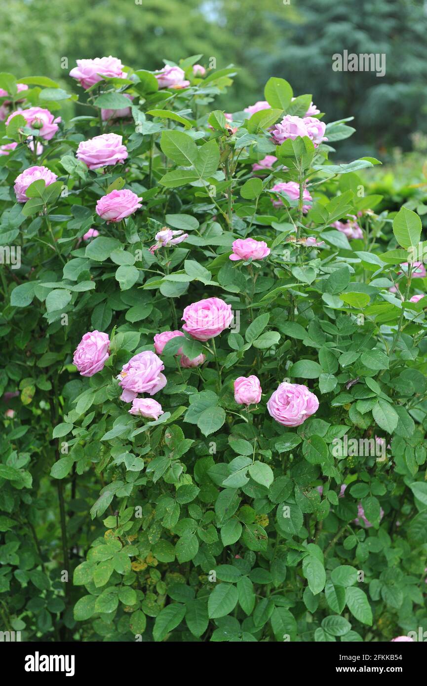 Rose hybride Perpetual rose (Rosa) Comtesse Cecile de Chabrillant ...