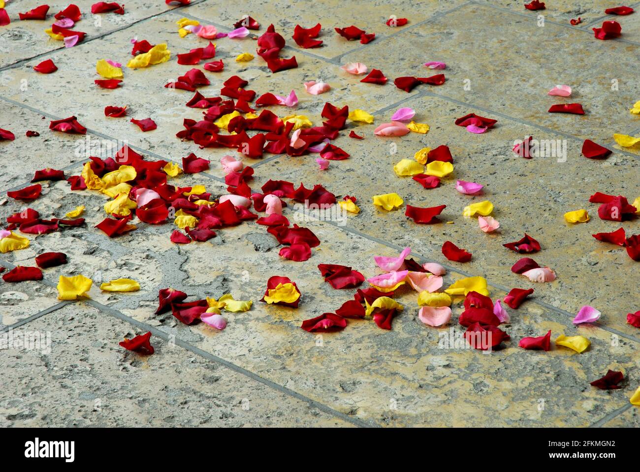 Rose petals on ground Banque de photographies et d’images à haute ...