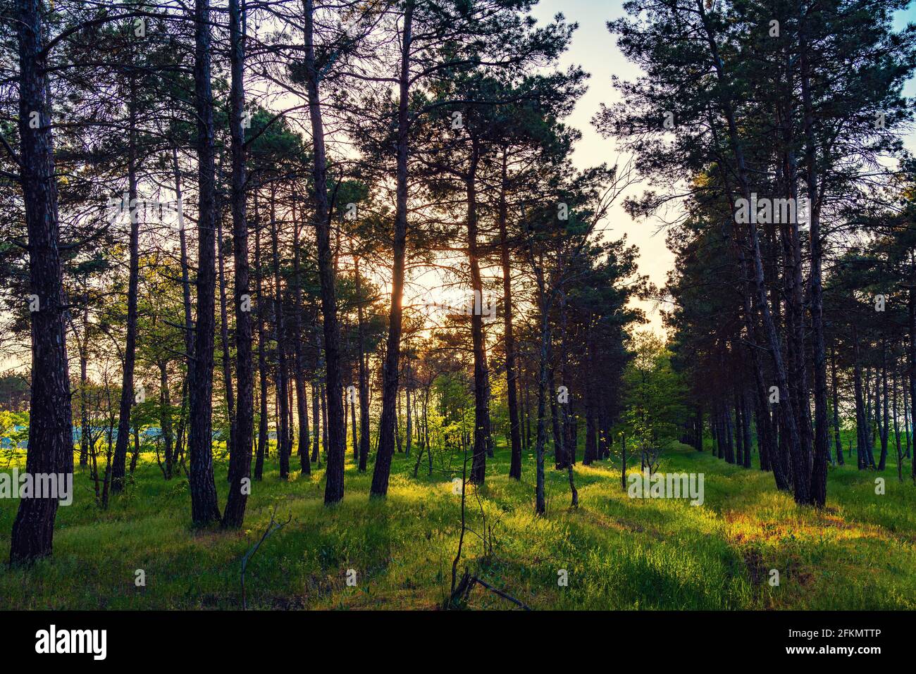 Foret de pins Banque de photographies et d’images à haute résolution ...