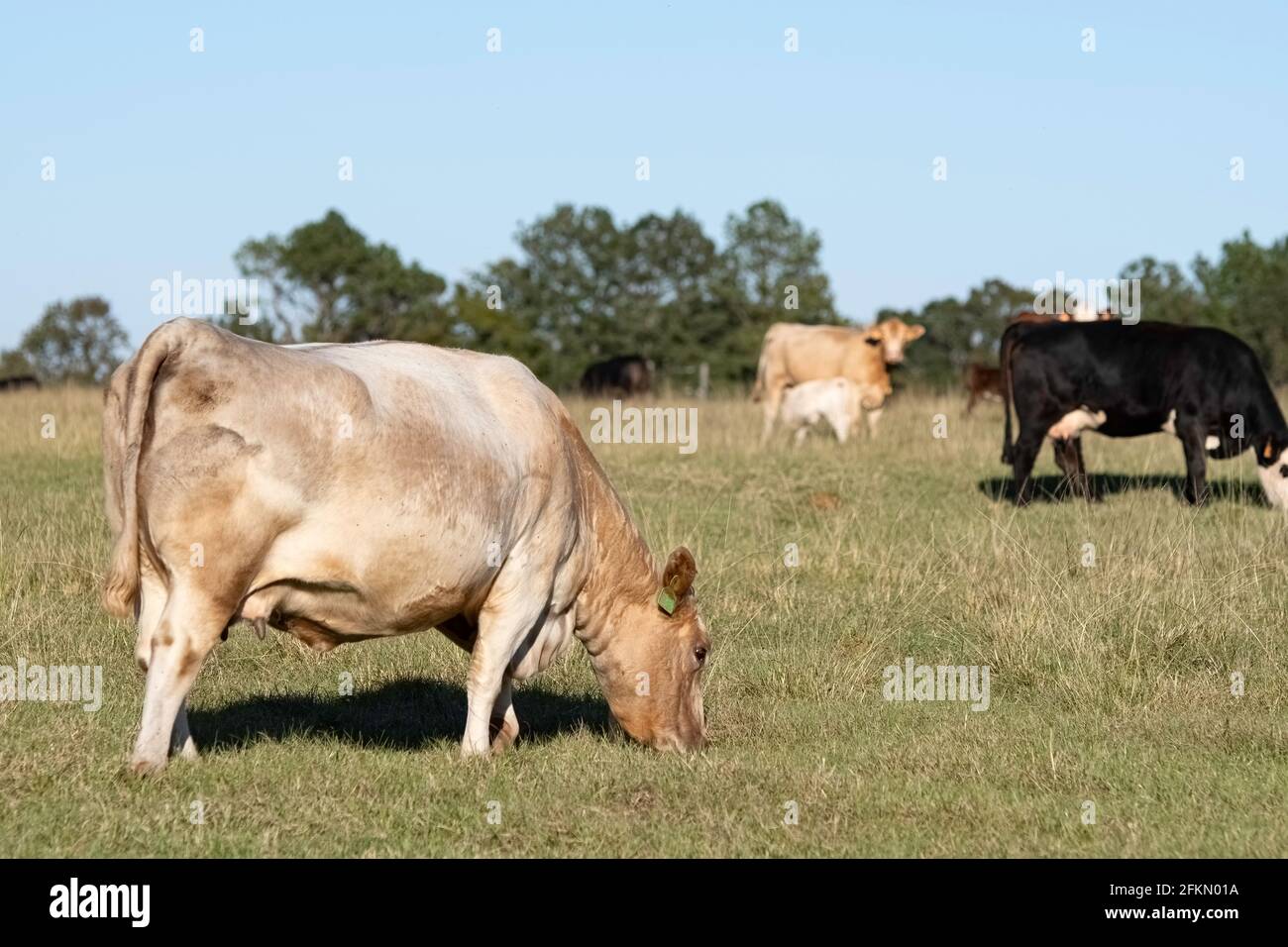La vache de race croisée Simmental qui broutage en premier plan avec d ...