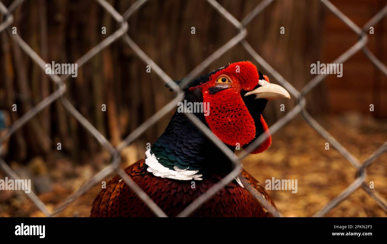 Chasse au faisan dans une cage. Oiseaux au zoo ou à la ferme. Tête d ...
