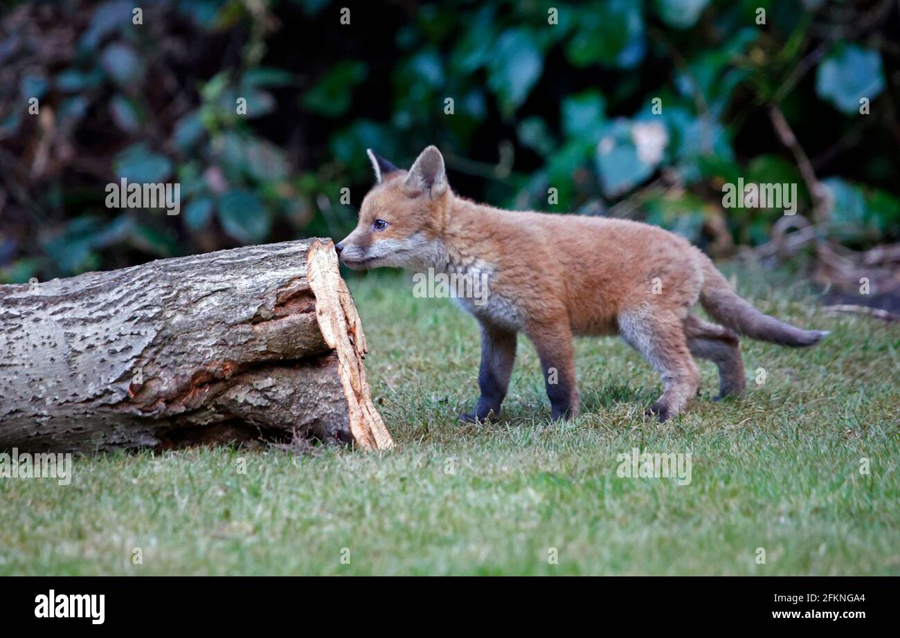 Jeune renard Banque de photographies et d’images à haute résolution - Alamy