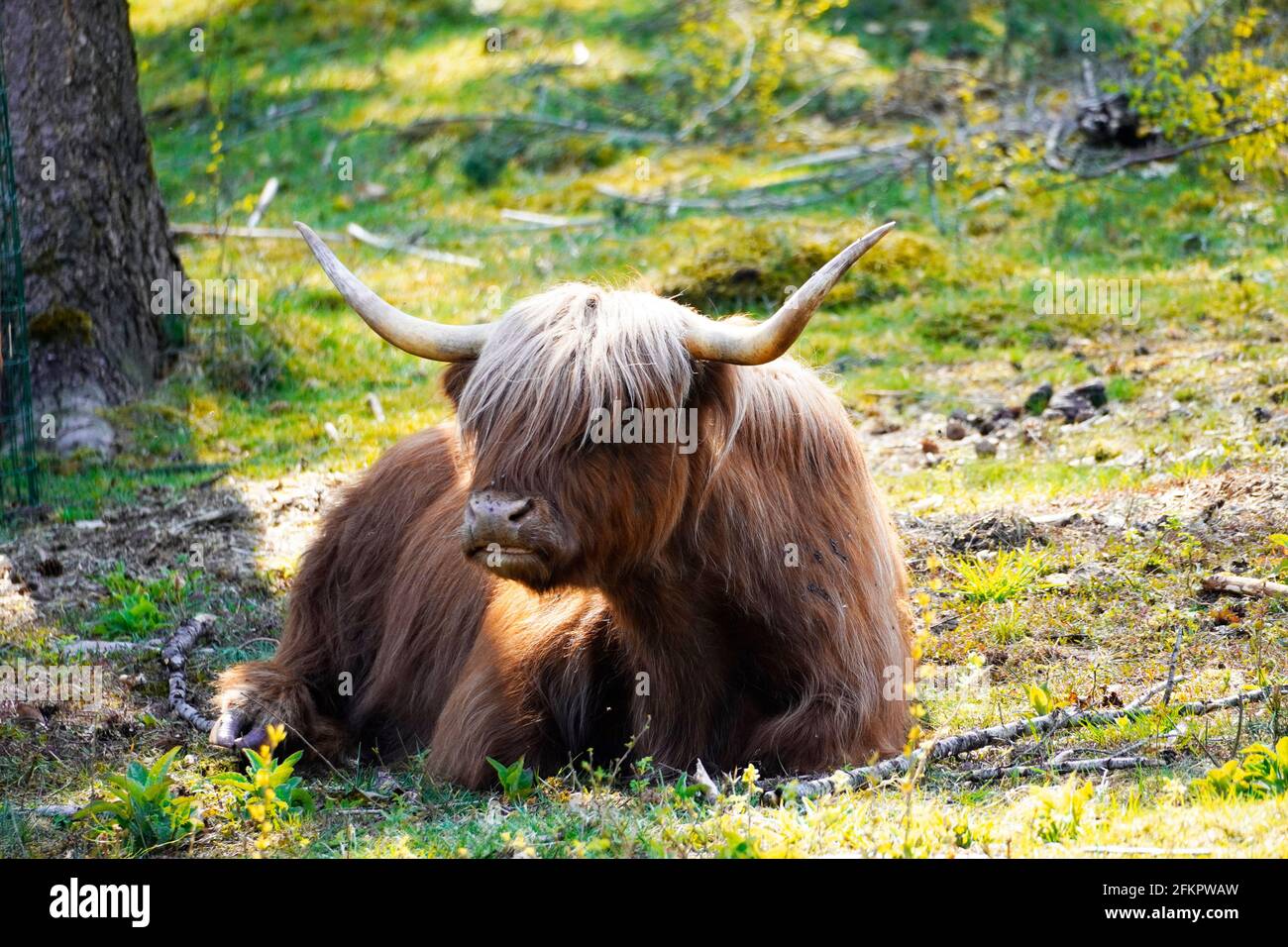 Bovins écossais, Bos taurus taurus. Ancienne race de bétail d'Écosse à ...