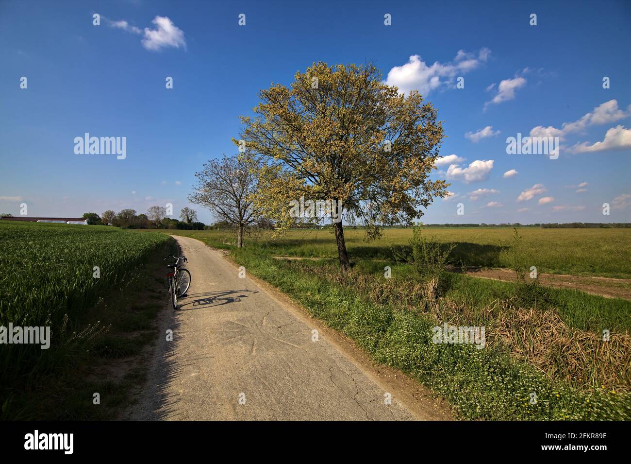 Arbre au milieu de la route Banque de photographies et d’images à haute ...