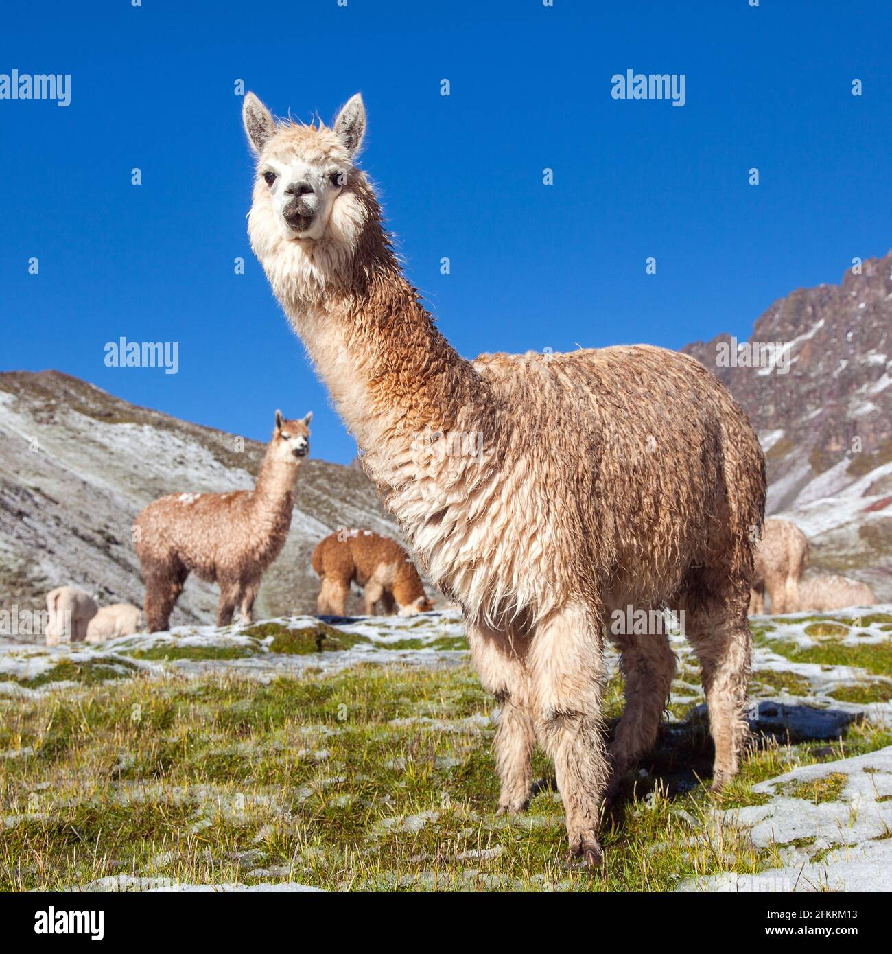 llama ou lama, groupe de lamas sur pâturages, montagnes des Andes ...
