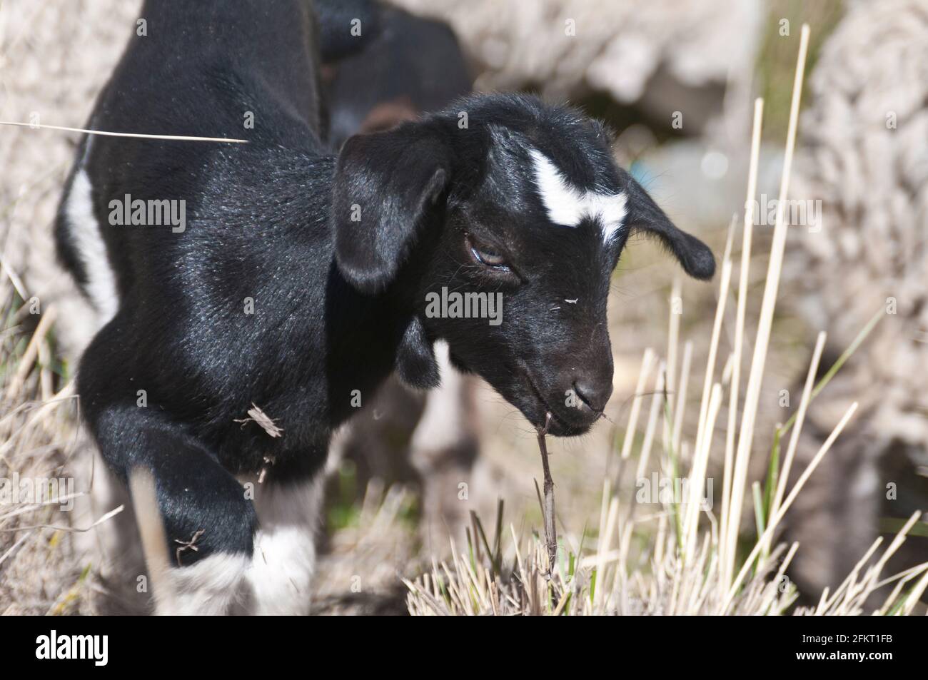 Bébé chèvre Banque de photographies et d’images à haute résolution - Alamy