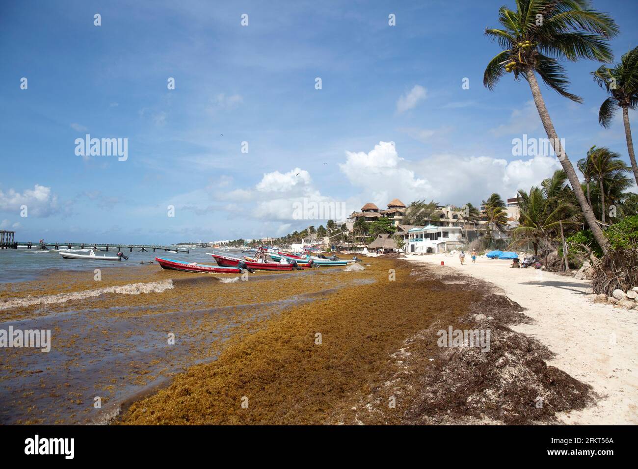 Invasion de la sargasse Banque de photographies et d’images à haute ...
