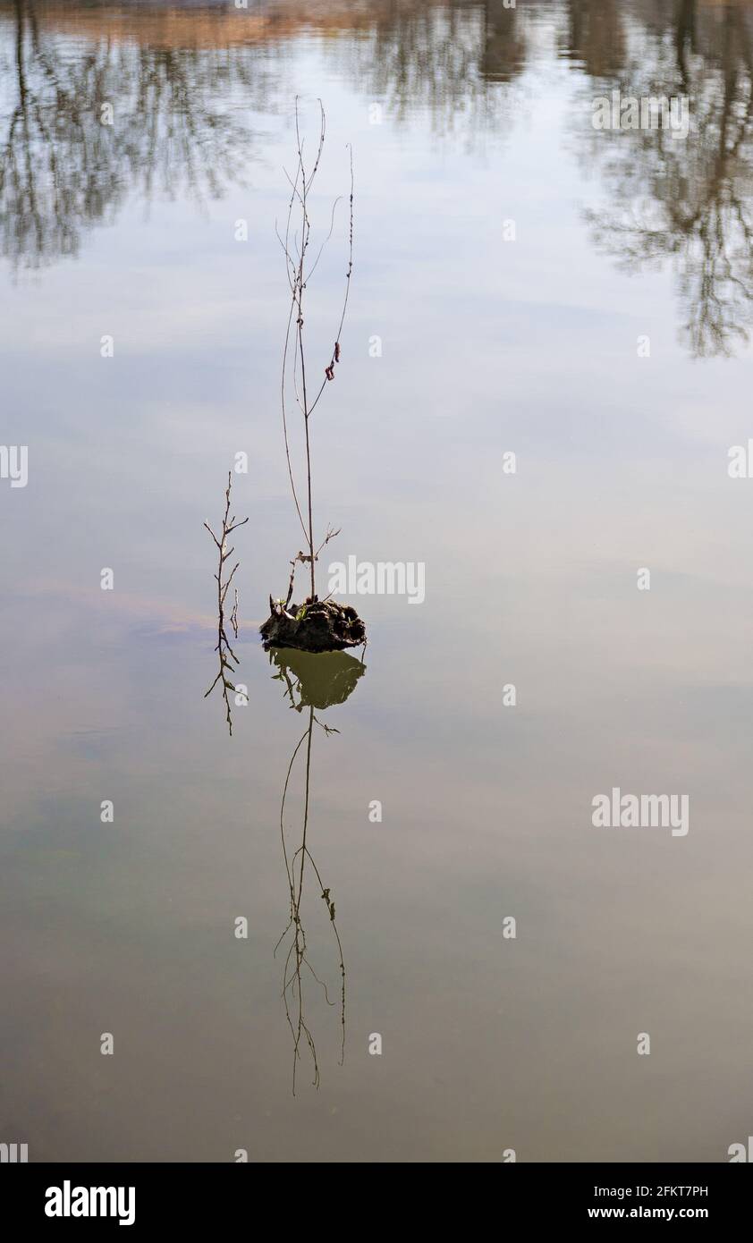 Le plan vertical de la branche pousse entouré par l'eau dans un rivière ...
