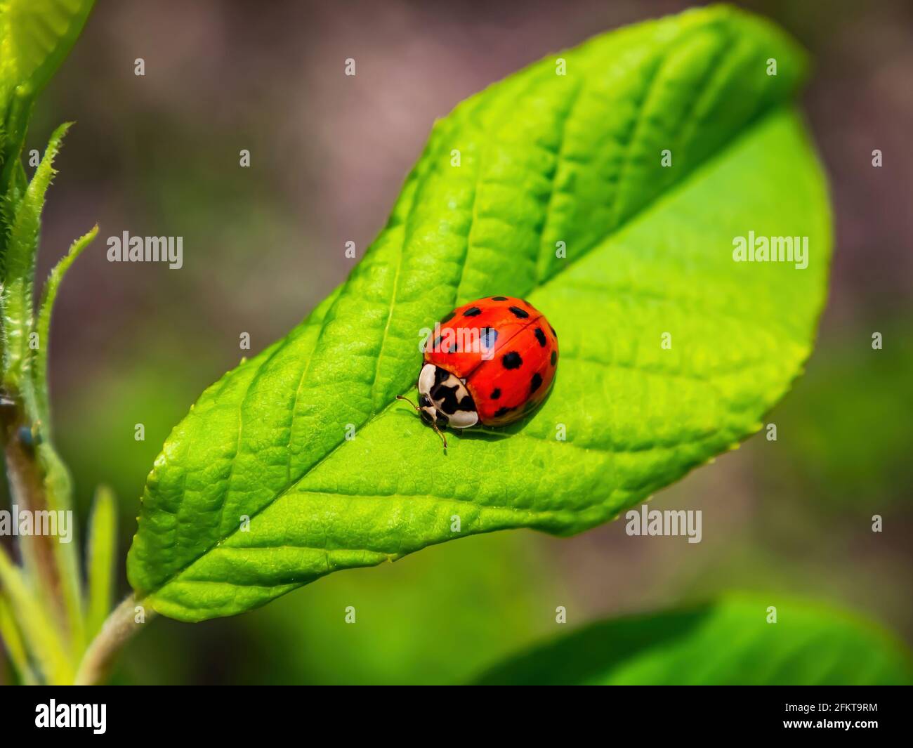 Coccinelle de coléoptère rouge sur une feuille verte d'un arbre ...