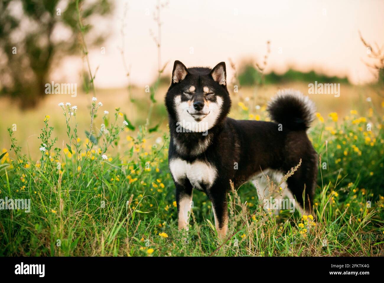 Black and tan shiba inu Banque de photographies et d’images à haute résolution - Alamy