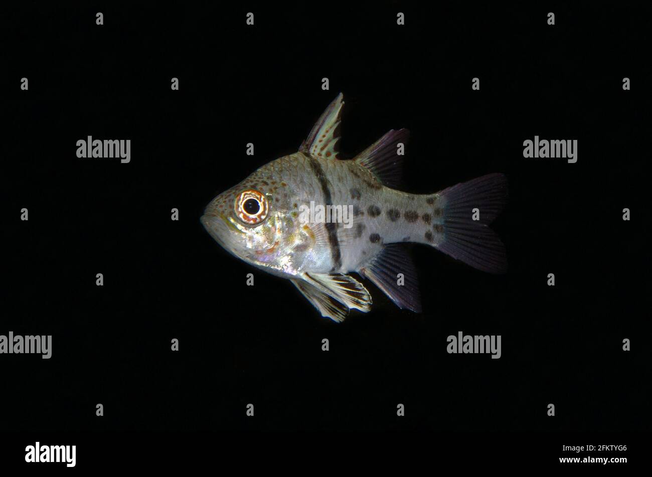 Poisson cardinal orbiculaire Banque de photographies et d’images à ...