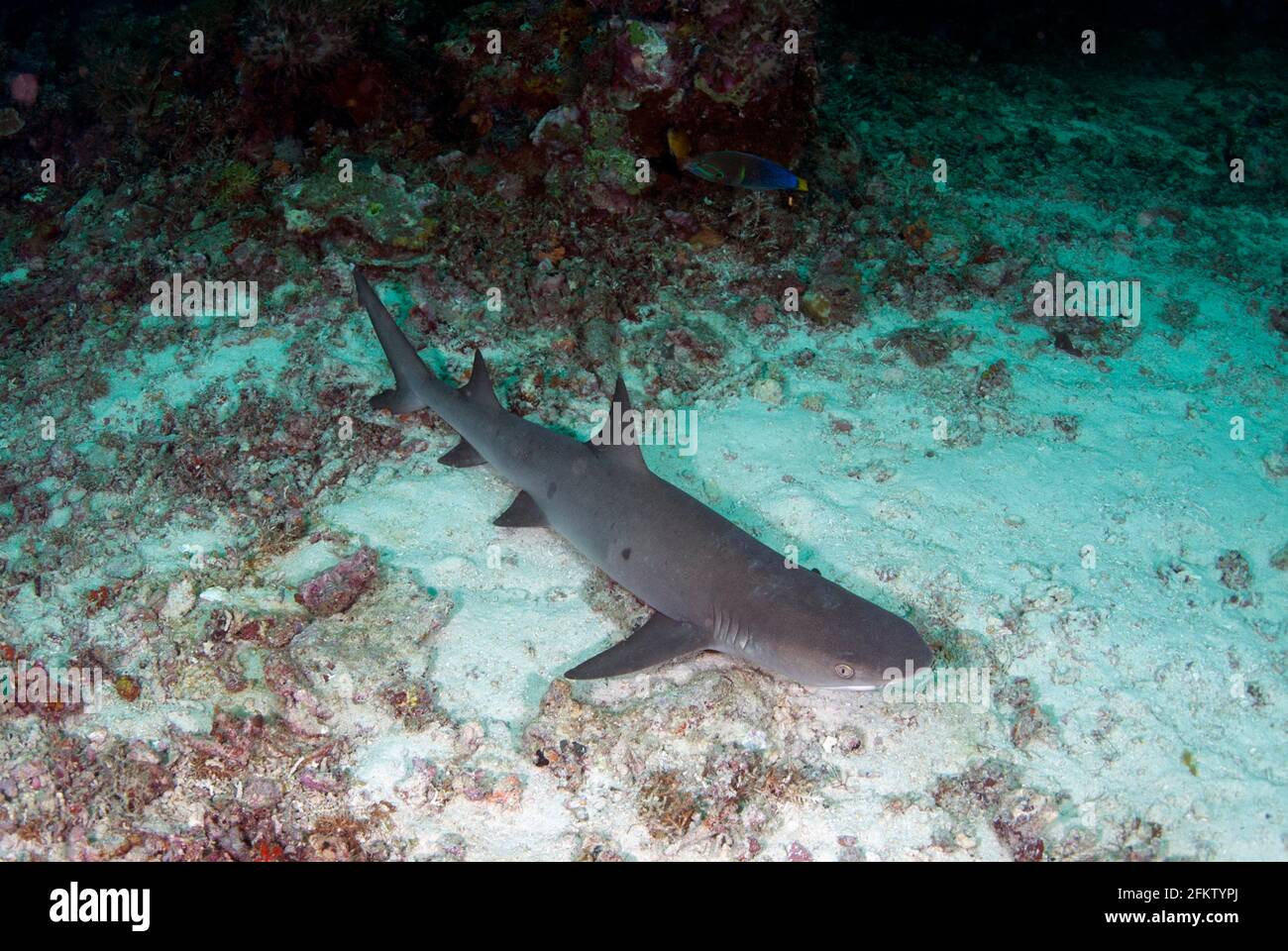 Requin Point Blanc Banque d'image et photos - Alamy