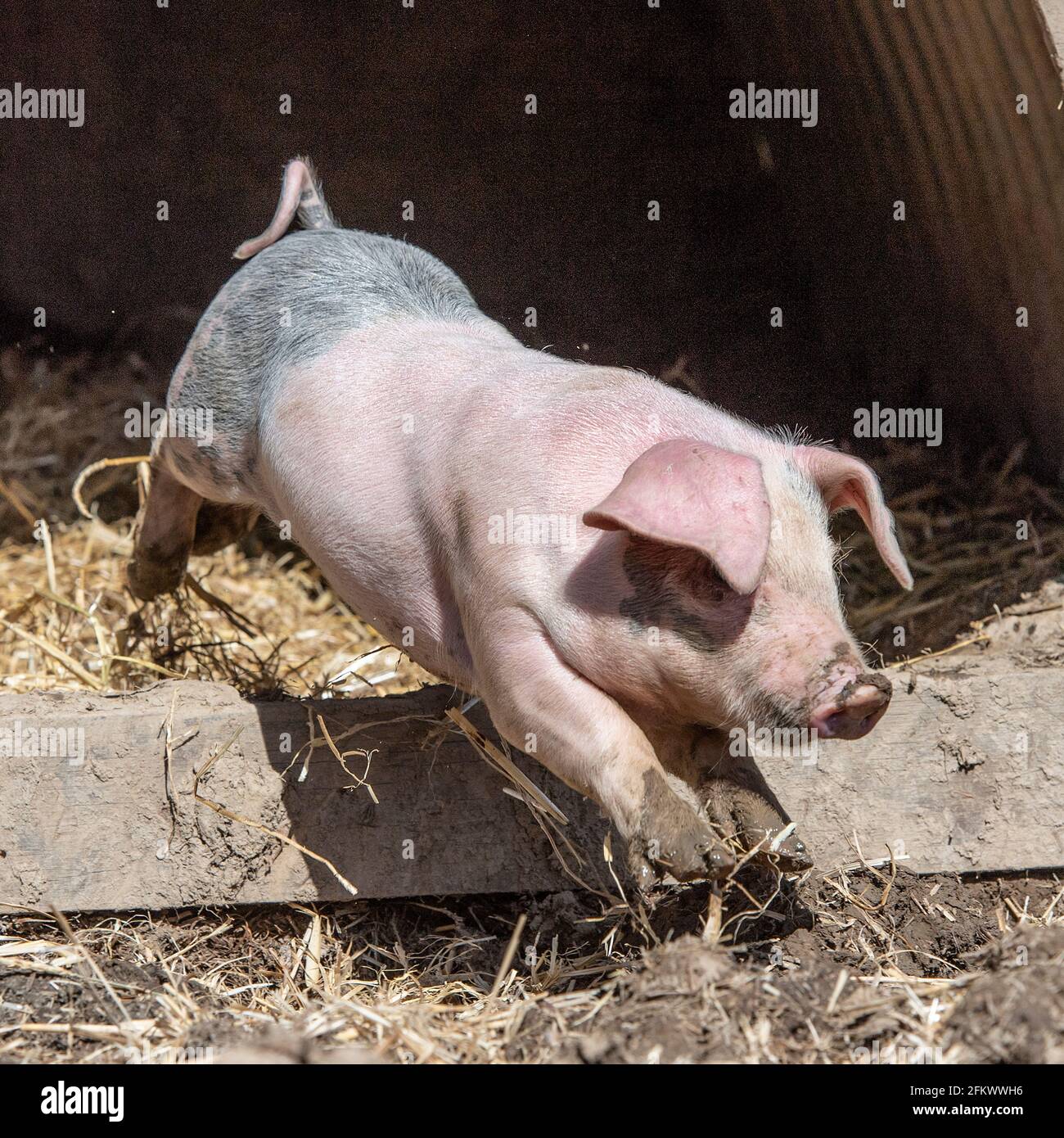 Cochon courant Banque de photographies et d’images à haute résolution ...