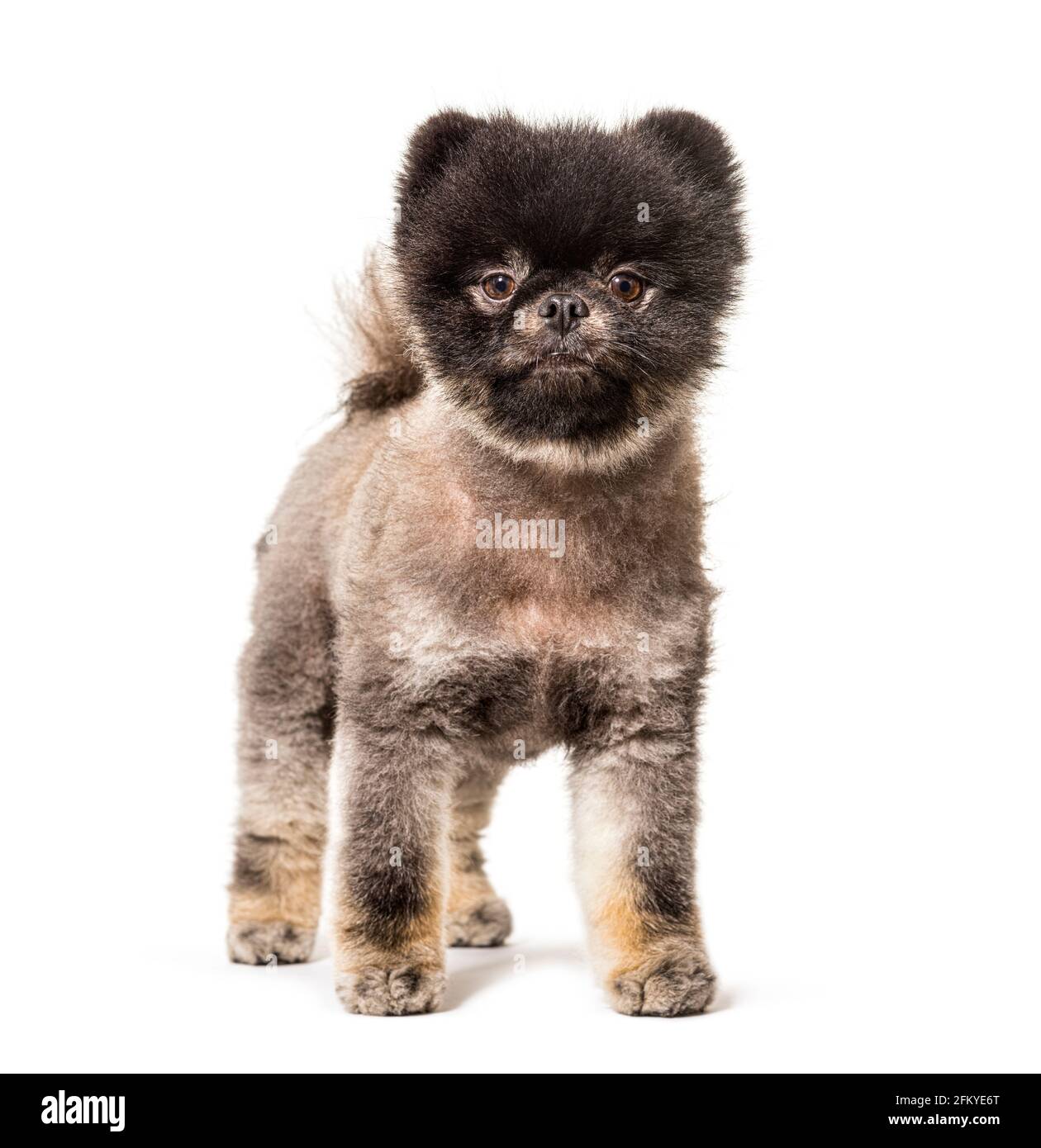 Spitz noir Banque de photographies et d’images à haute résolution - Alamy