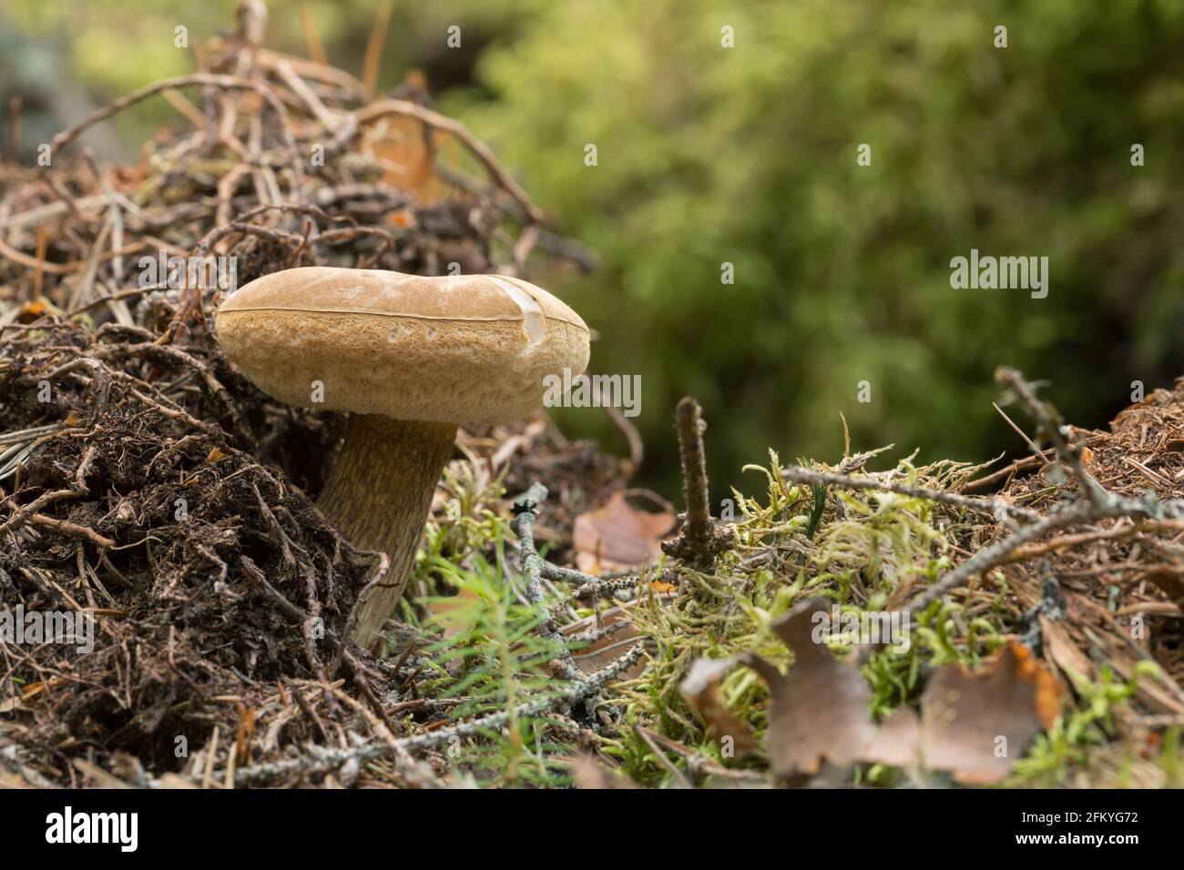 Bitter bolete Banque de photographies et d’images à haute résolution ...