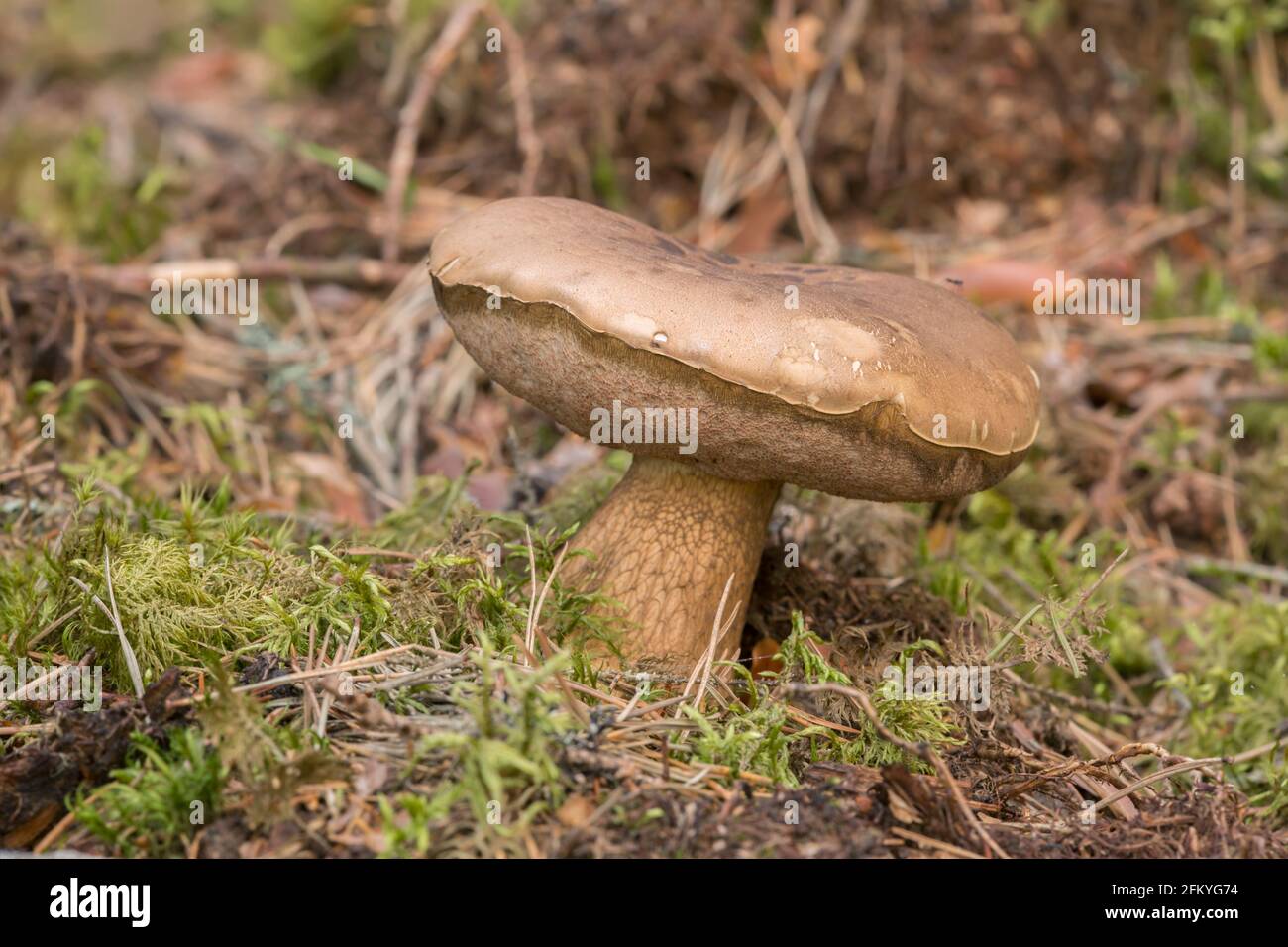 Bitter bolete Banque de photographies et d’images à haute résolution ...