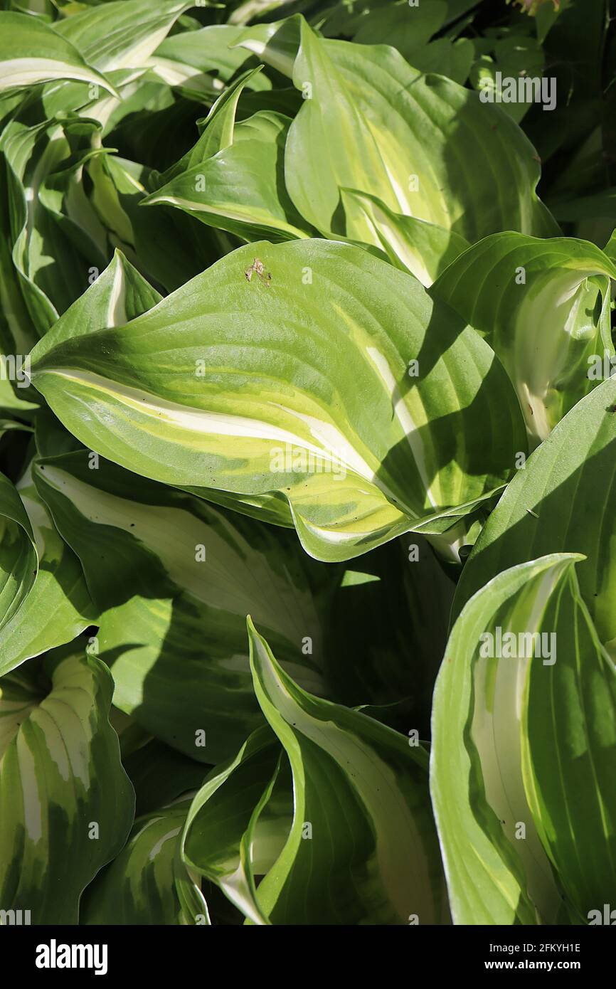 Hosta undulata var univittata Banque de photographies et d’images à ...
