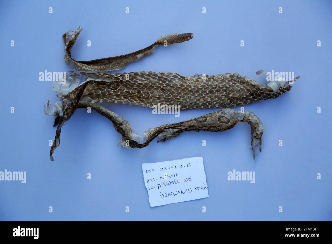 Rice paddy snake Banque de photographies et d’images à haute résolution ...