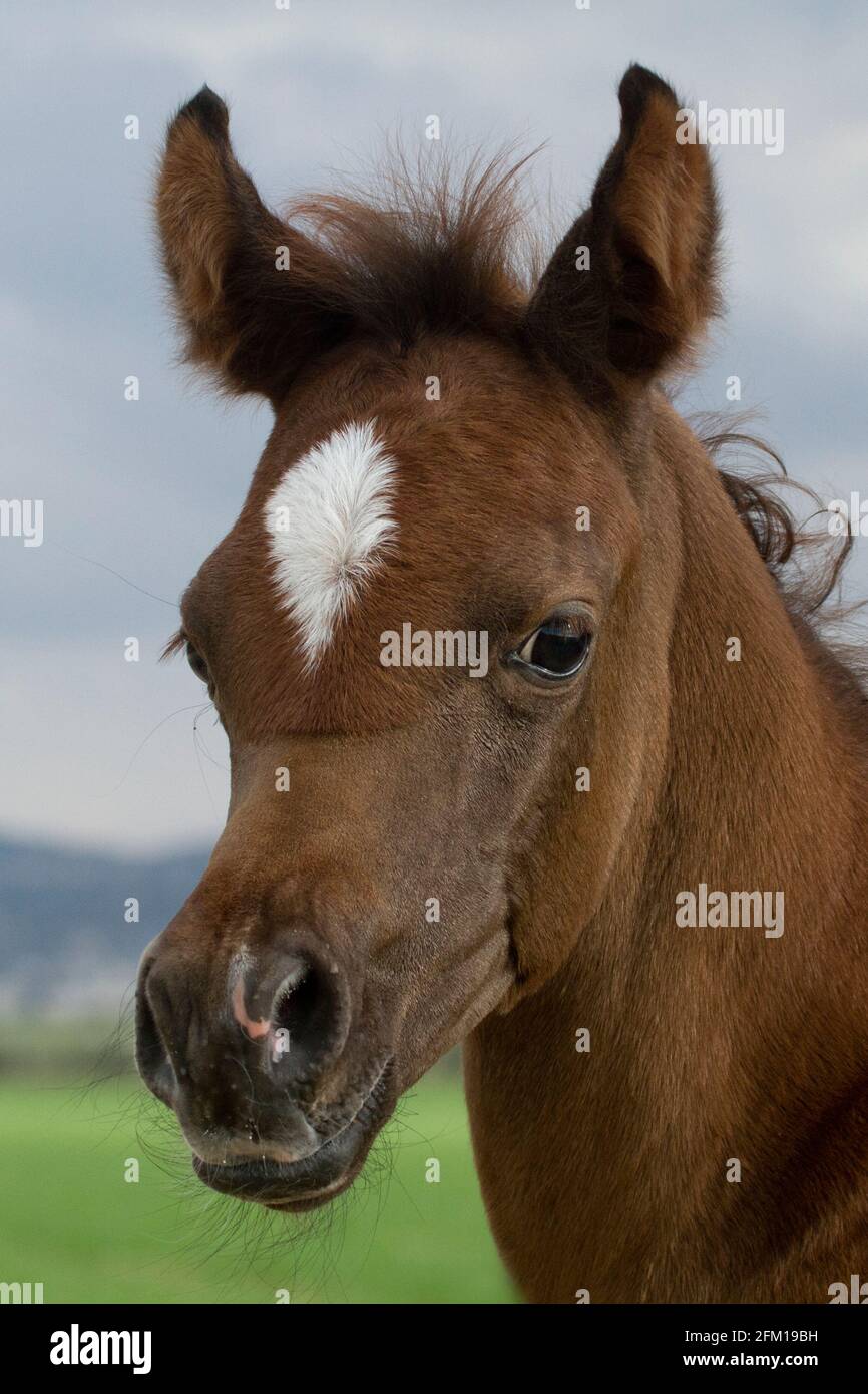 Race arabe Banque de photographies et d’images à haute résolution - Alamy