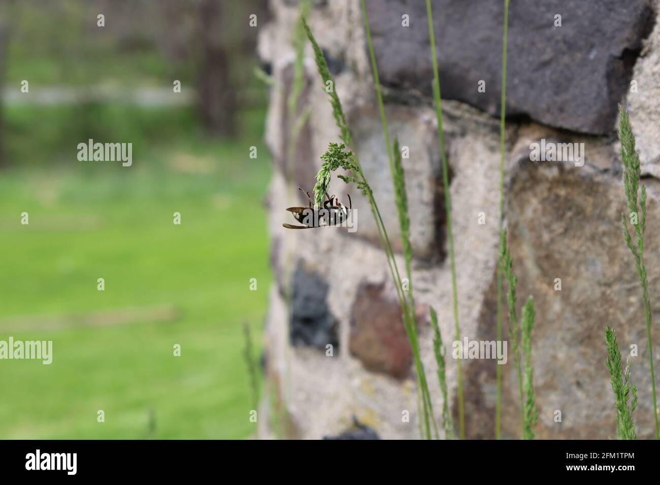 Frelon à queue blanche Banque de photographies et d’images à haute ...