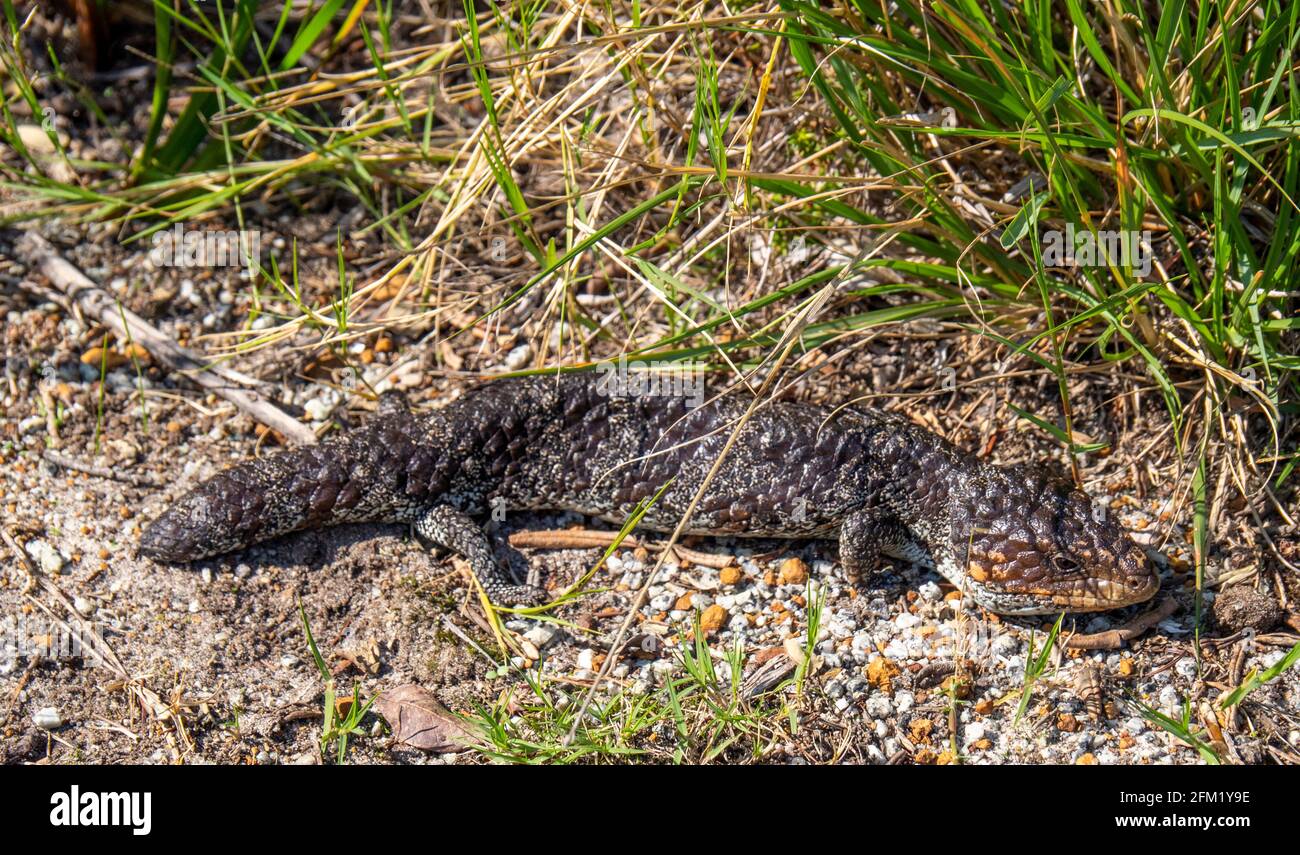 Bobtail lizard Banque de photographies et d’images à haute résolution ...