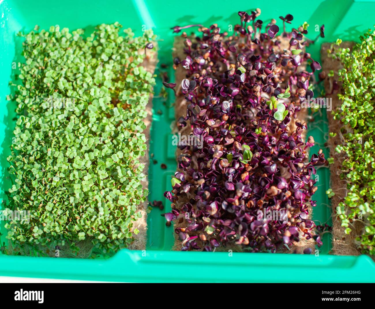 Germination des graines de tournesol Banque de photographies et d ...