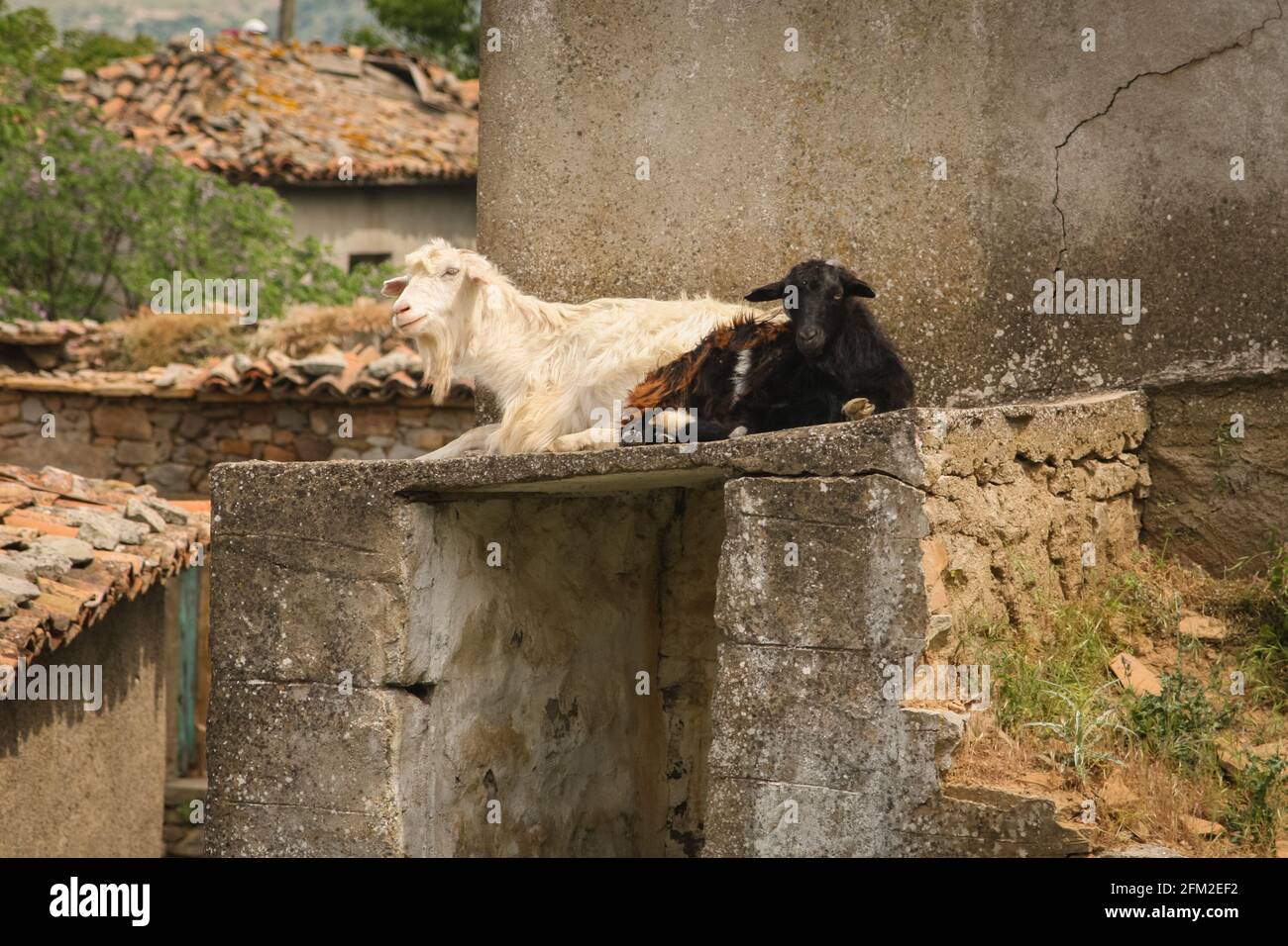 Chèvre noir sur fond blanc Banque de photographies et d’images à haute ...