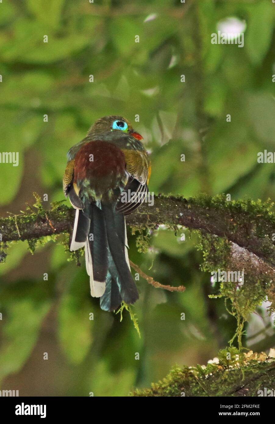 Sumatran trogon Banque de photographies et d’images à haute résolution ...