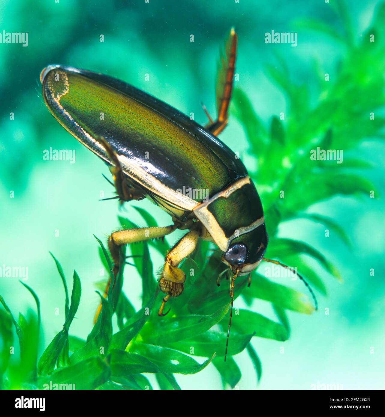 Insecte Aquatique Banque d'image et photos - Alamy