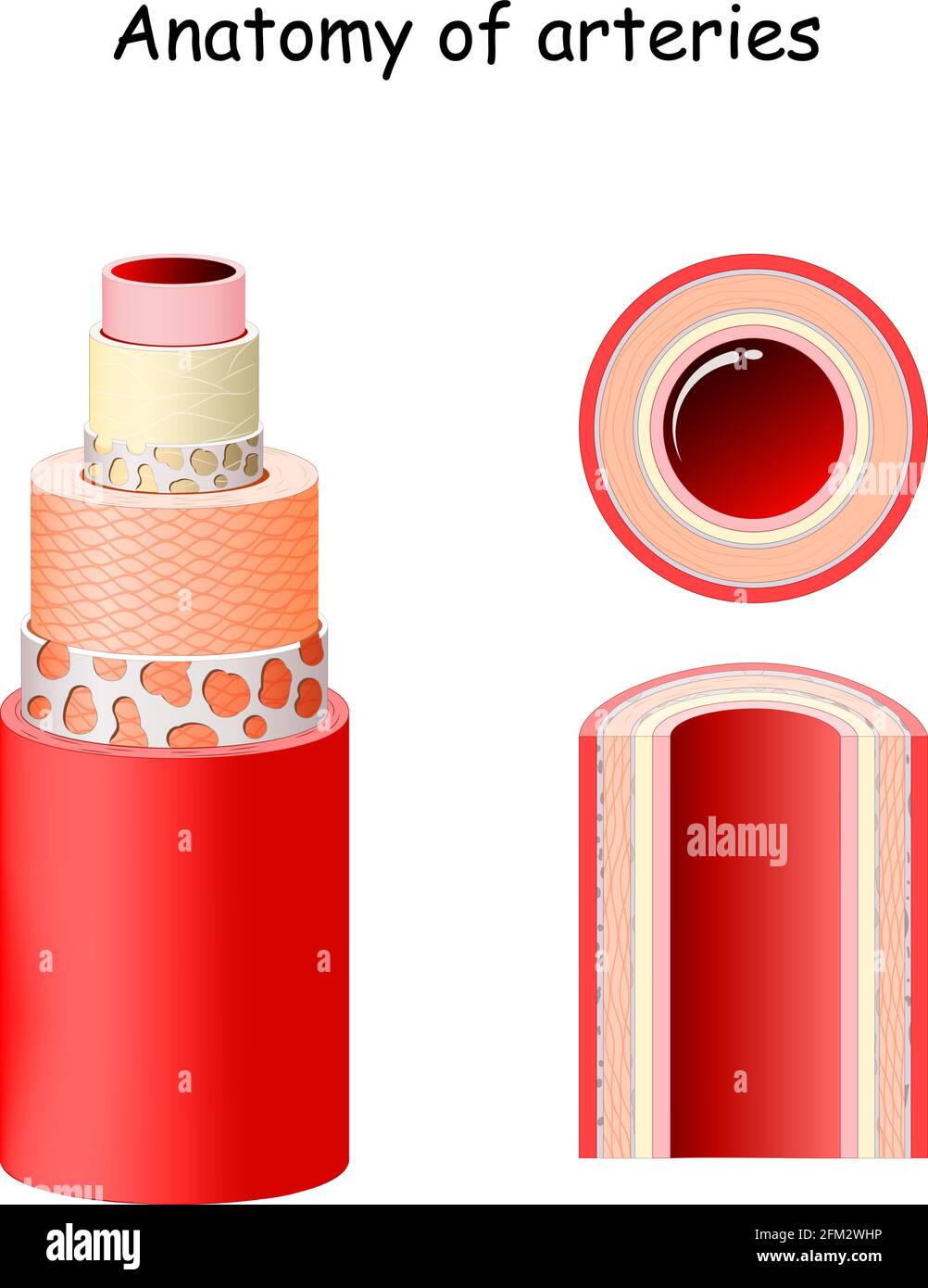 Anatomie des artères. Structure du vaisseau sanguin. Vue rapprochée de ...