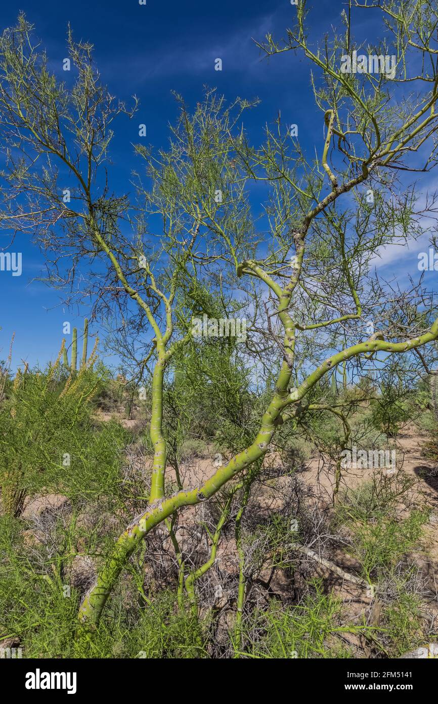 Parkinsonia microphylla Banque de photographies et d’images à haute ...